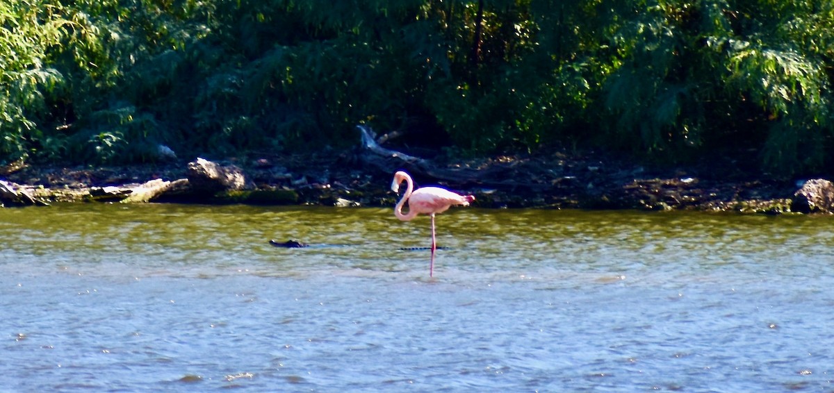 eBird Checklist - 1 Oct 2023 - Flamingo Pond - 1 species