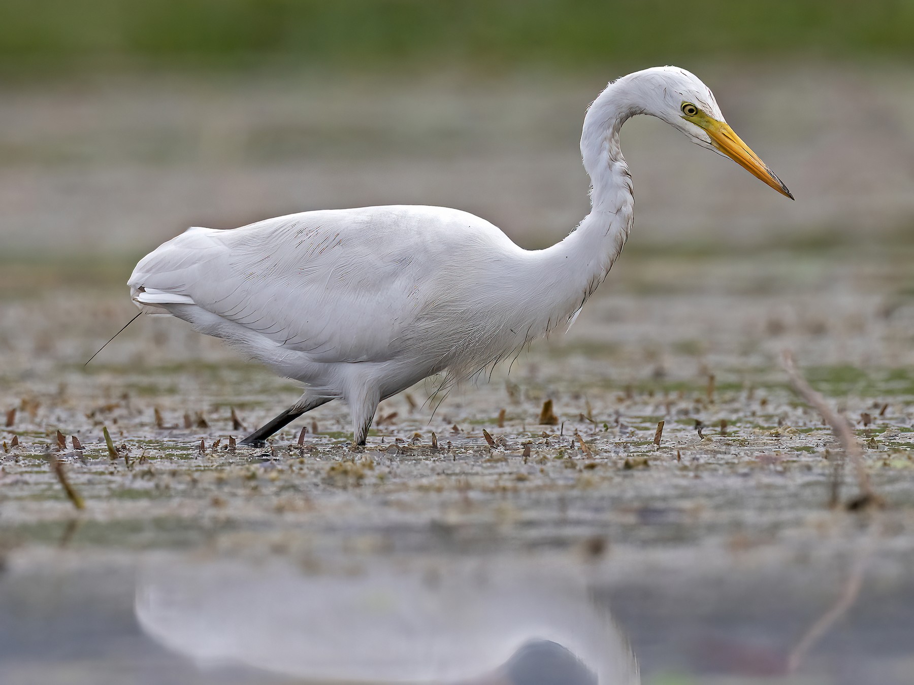 Medium Egret - eBird
