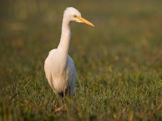 Kuntul-perak asia - eBird
