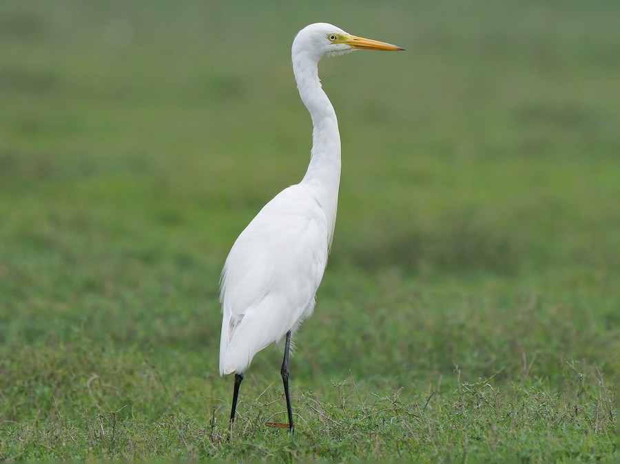Kuntul-perak asia - eBird