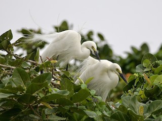 Kuntul-perak asia - eBird