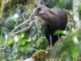 Olive Ibis - eBird