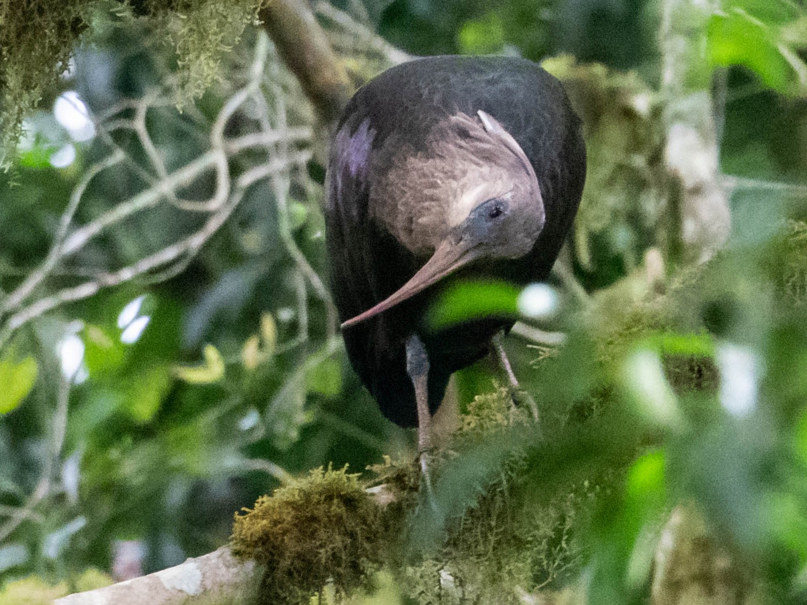 Olive Ibis - eBird