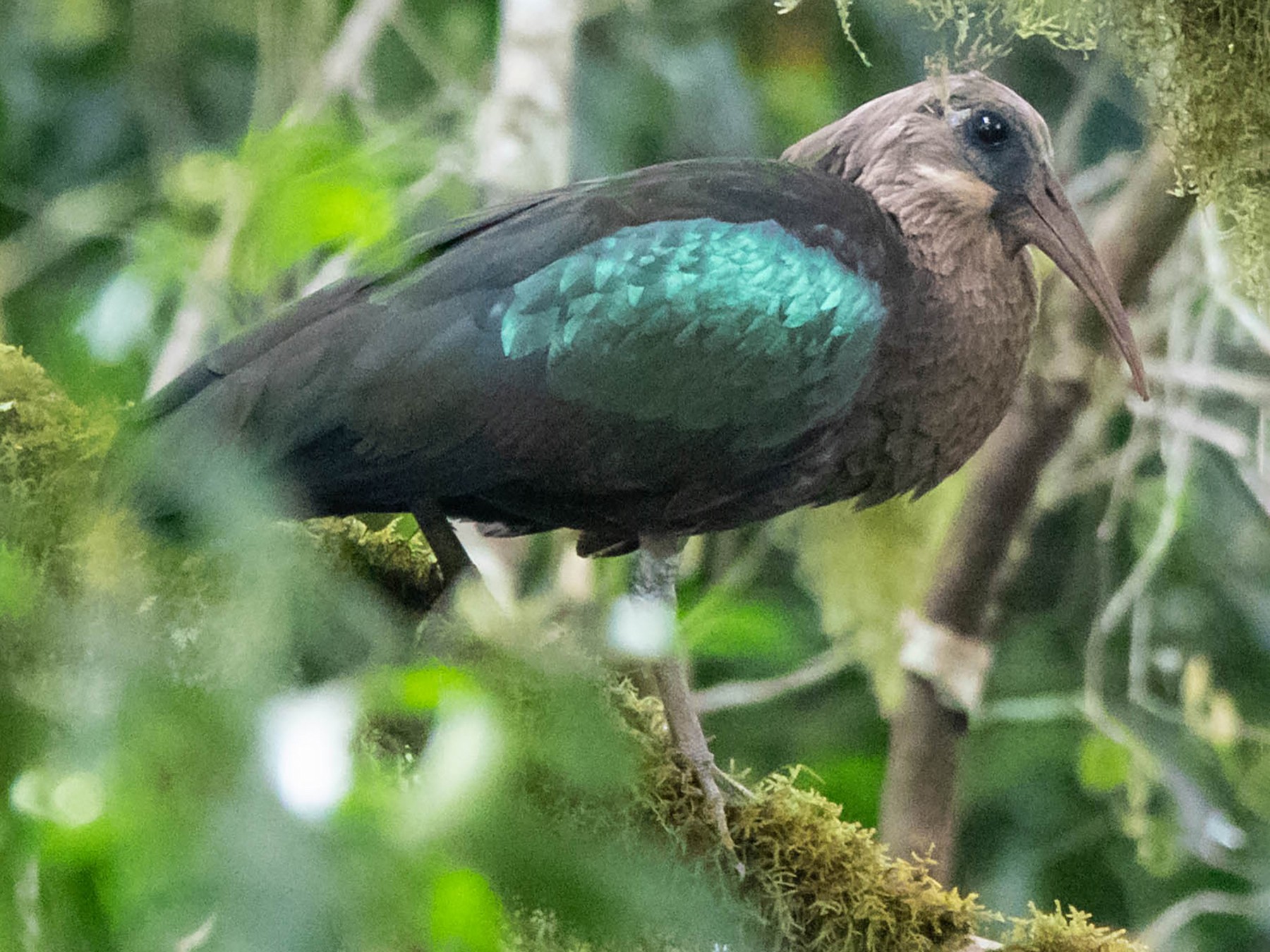 Olive Ibis - eBird