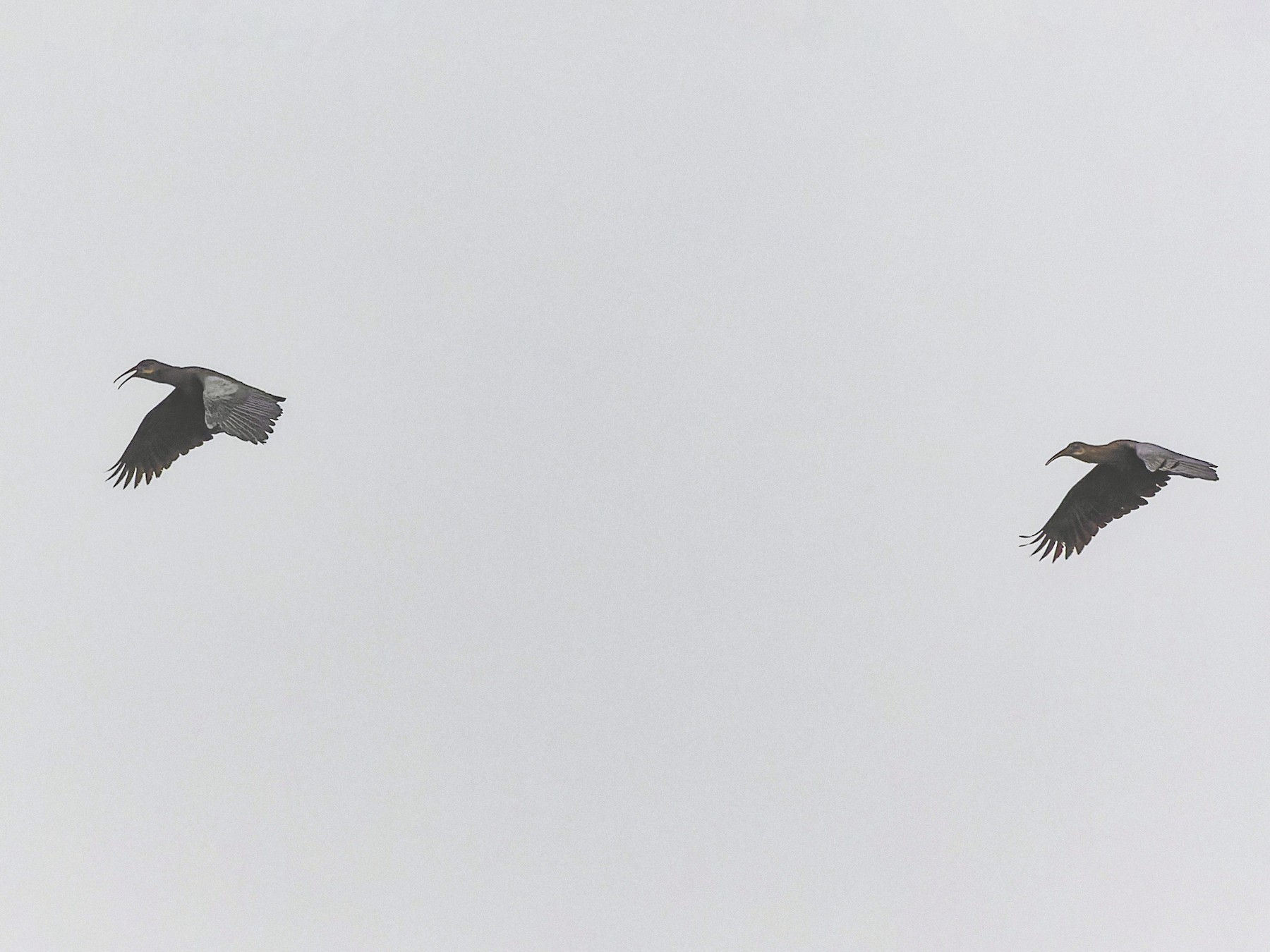 Olive Ibis - eBird