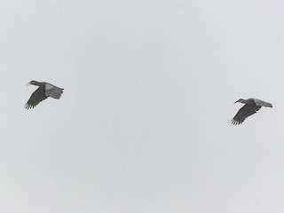 Olive Ibis - eBird