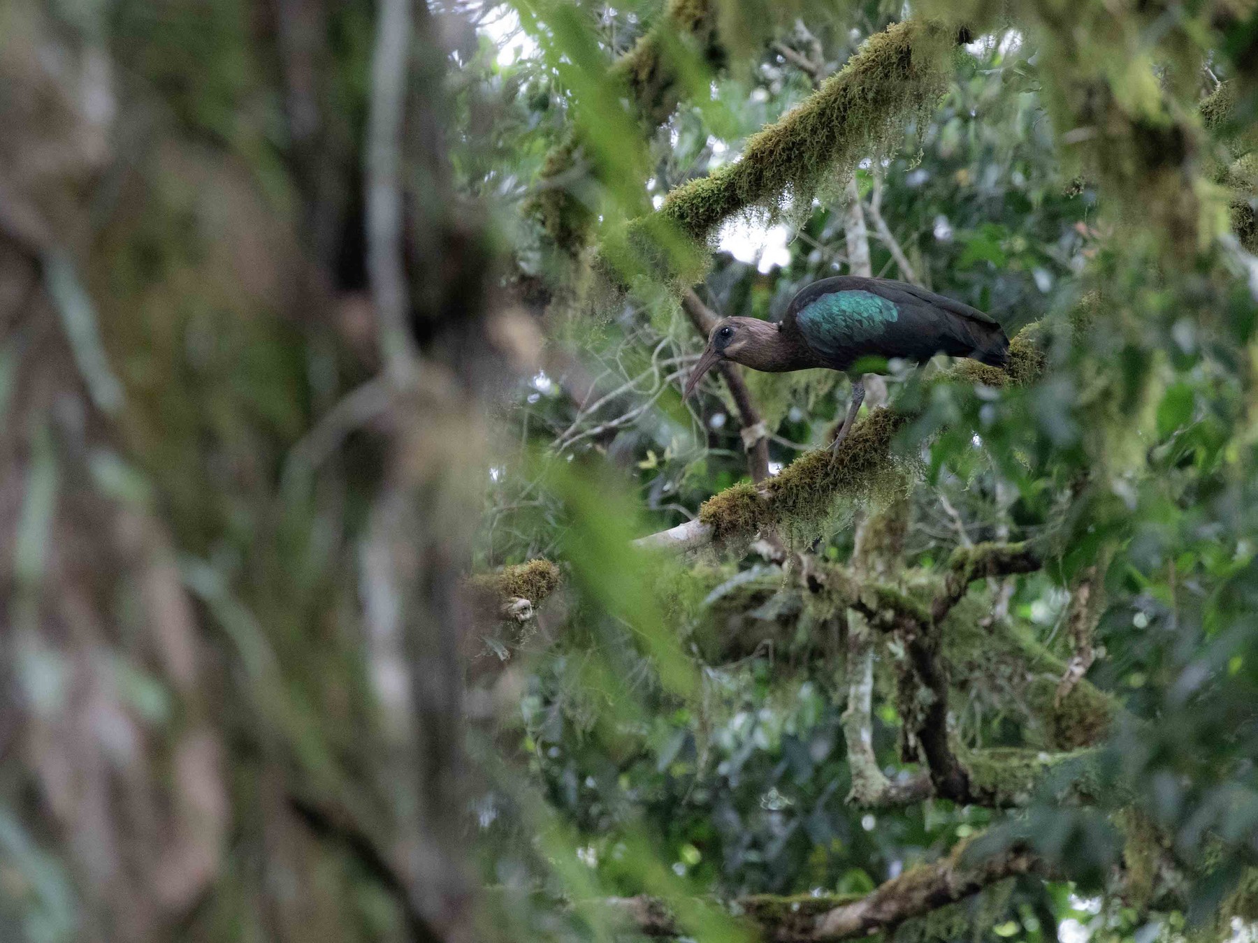 Olive Ibis - eBird