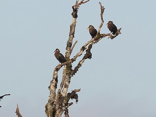 Olive Ibis - eBird