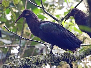 Olive Ibis - eBird