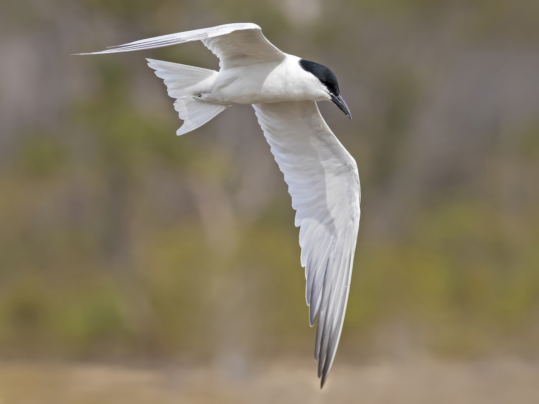 Australian Tern - eBird