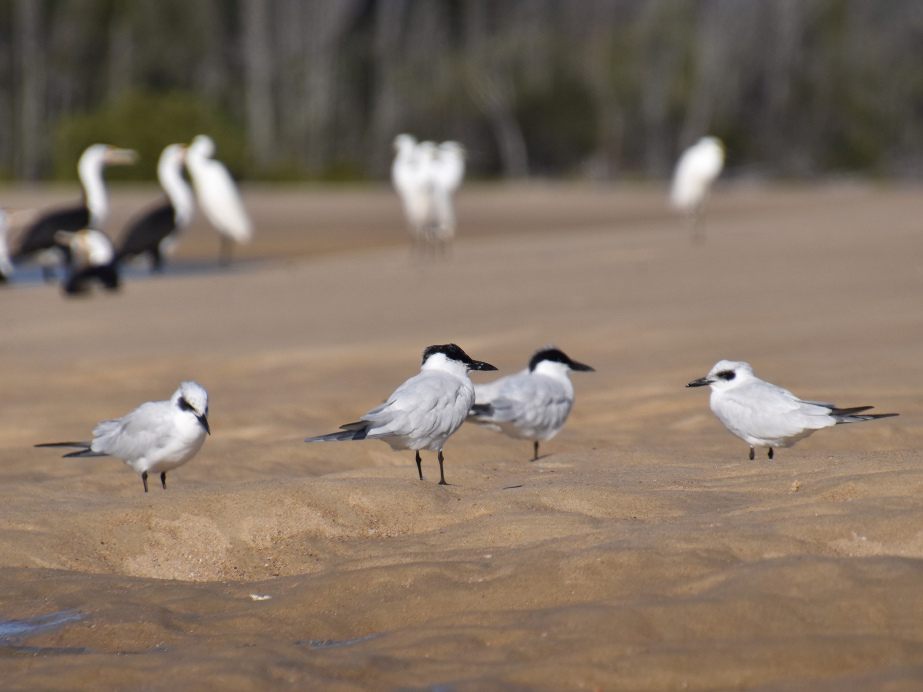 Australian Tern - eBird
