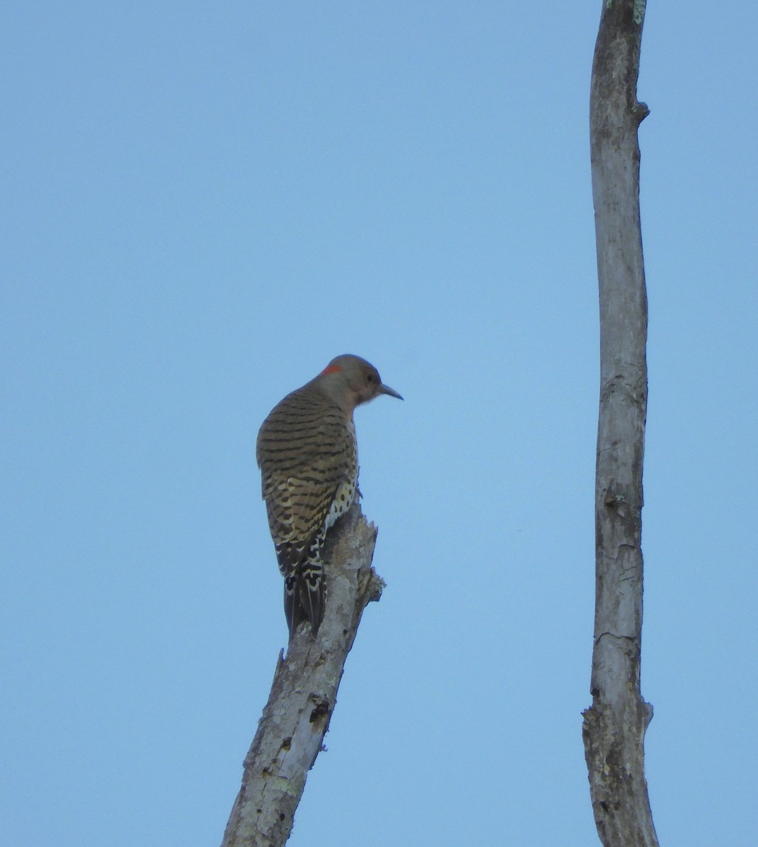 eBird Checklist - 2 Oct 2023 - Providence RECenter - 35 species
