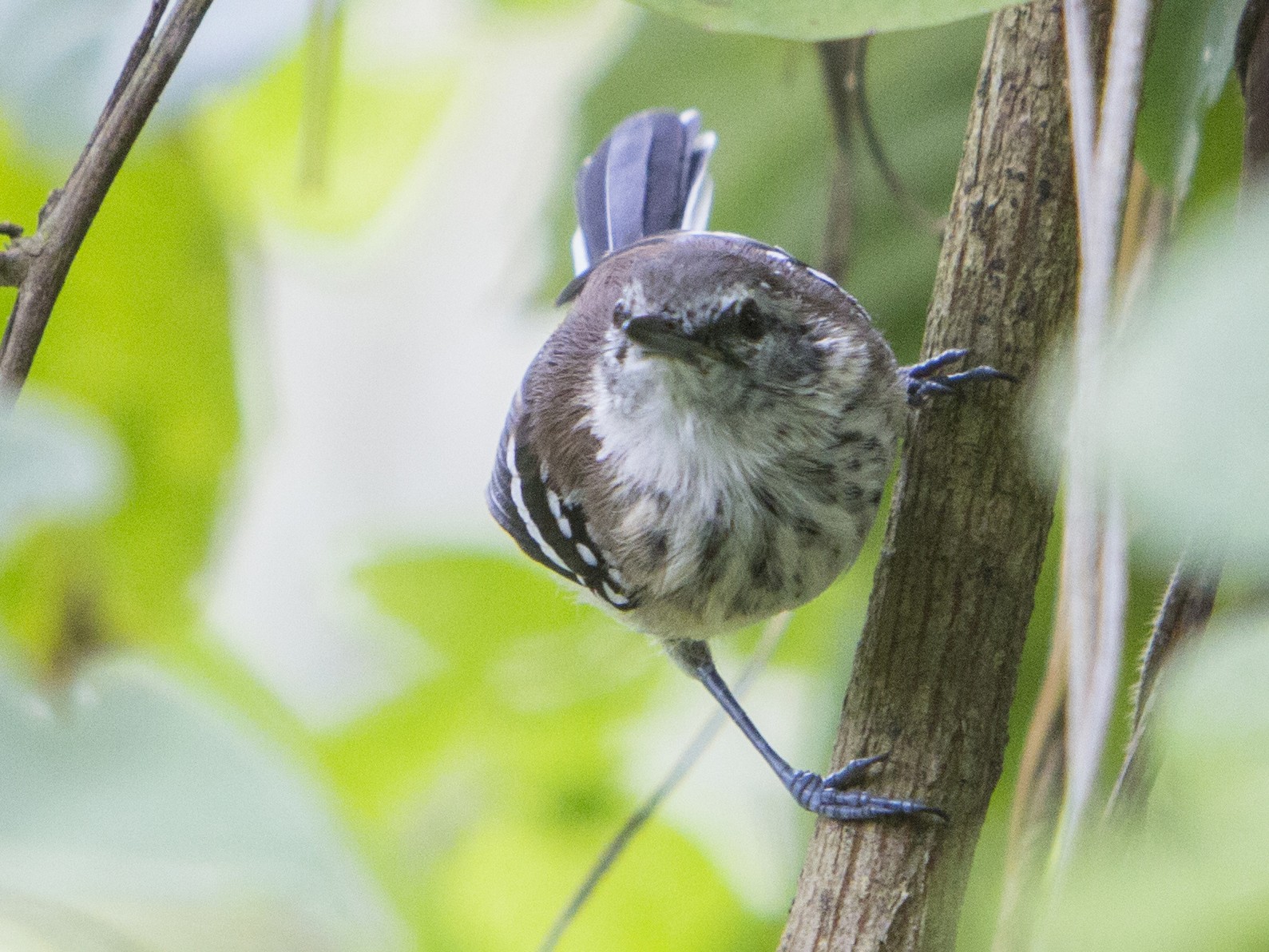 Northern White-fringed Antwren - eBird