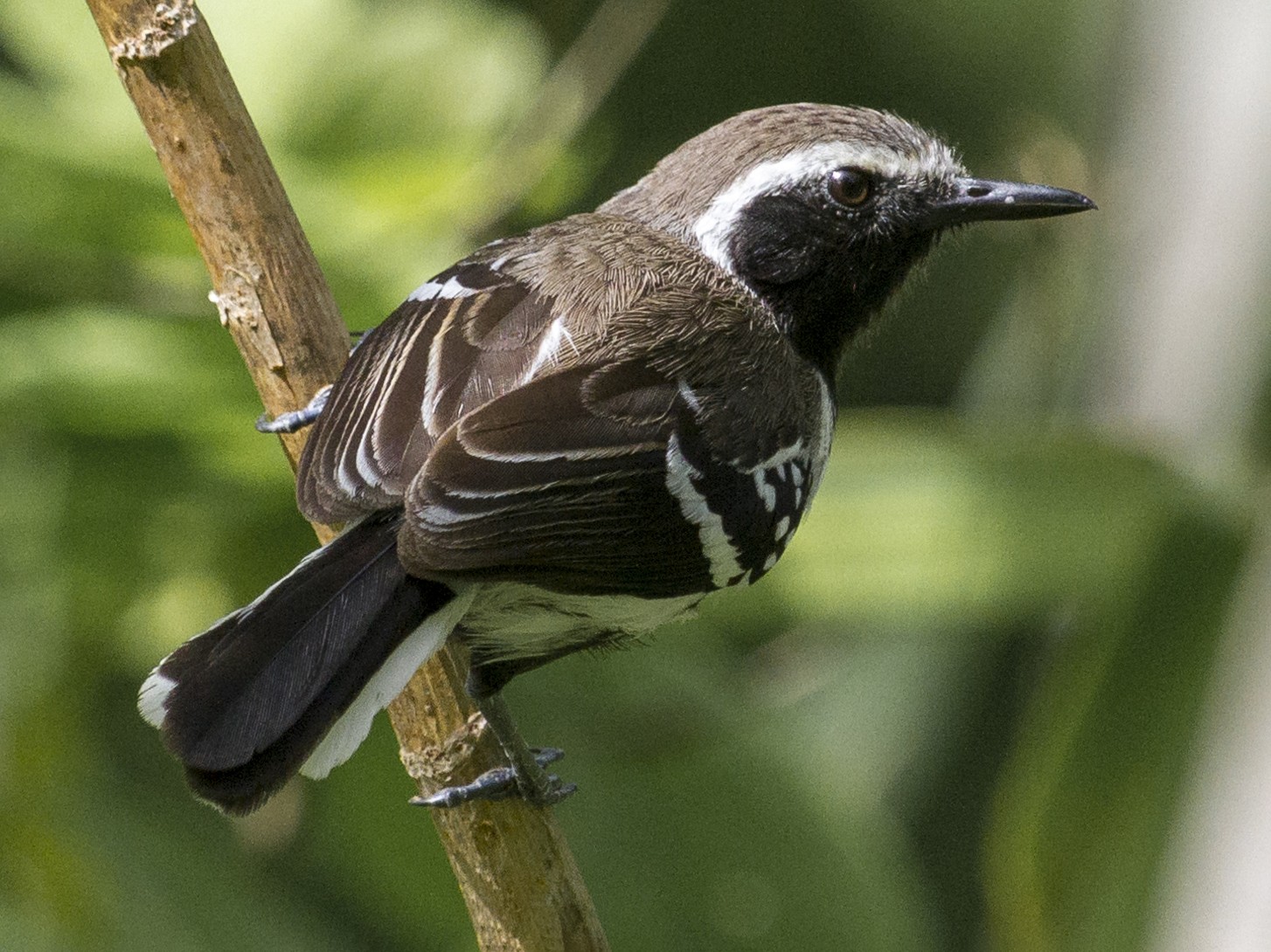 Northern White-fringed Antwren - eBird