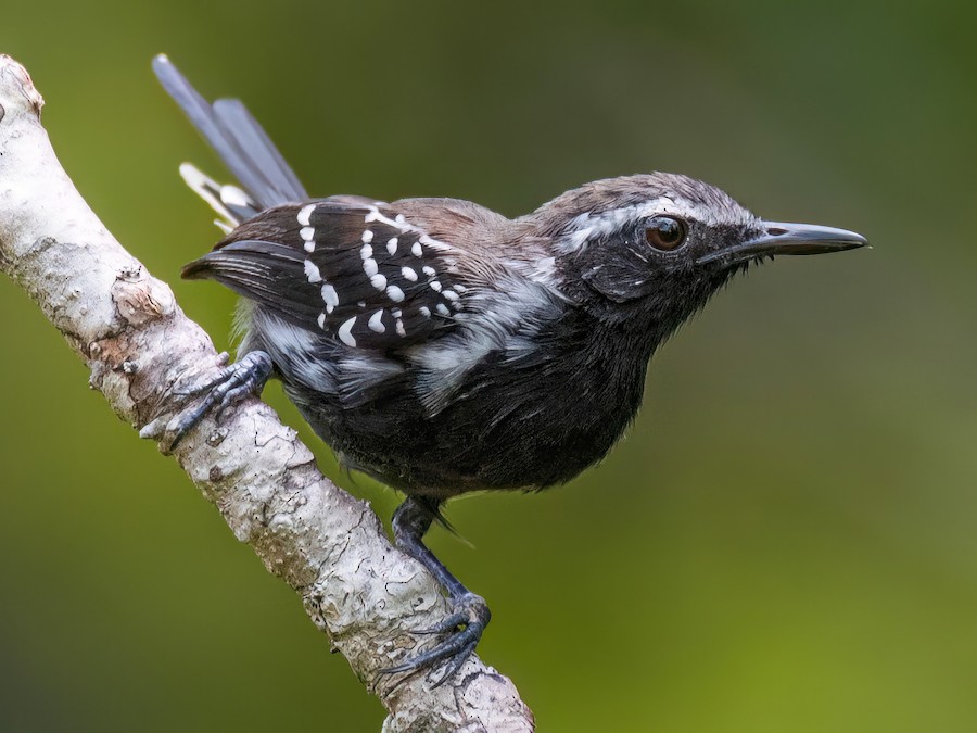 Southern White-fringed Antwren - eBird