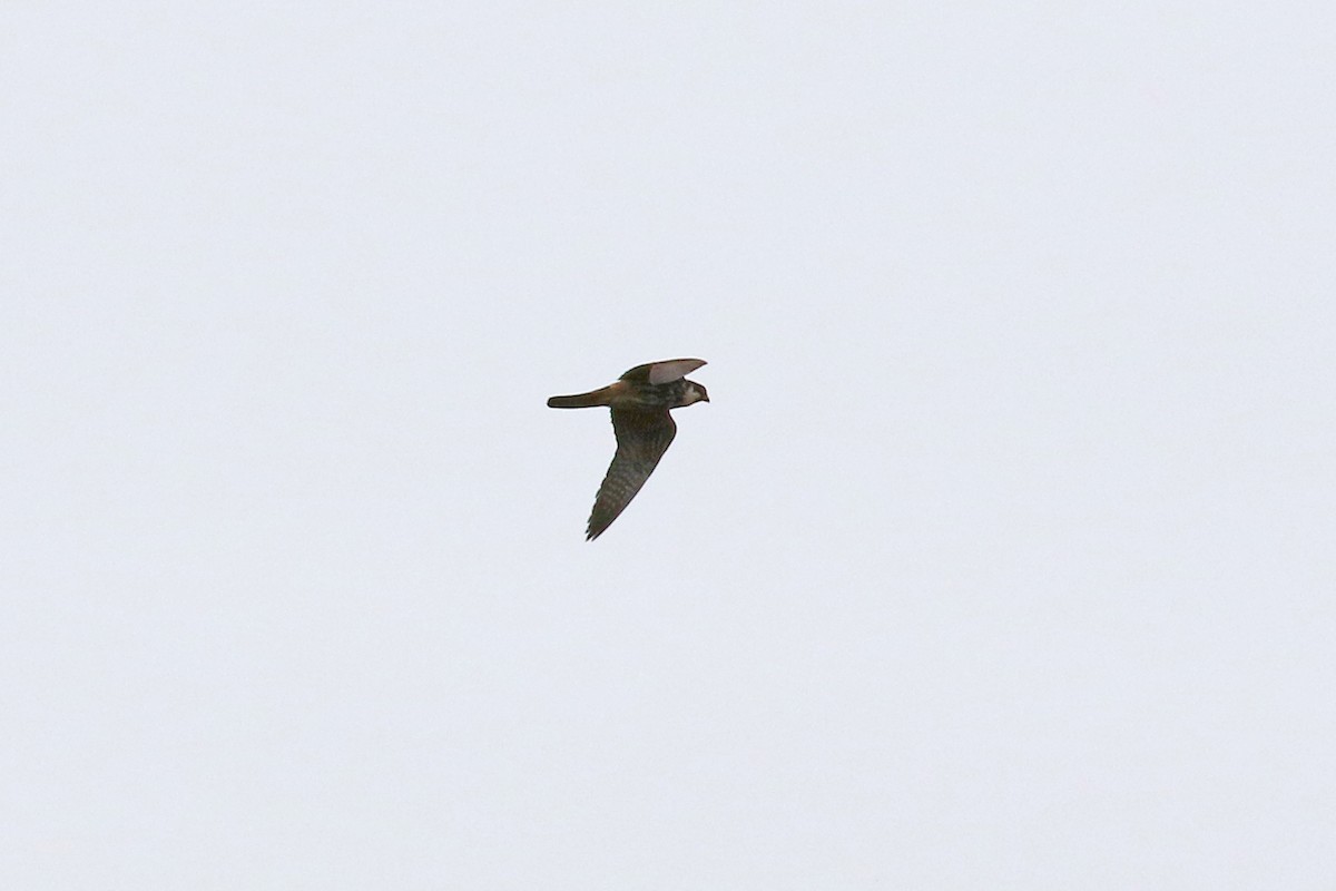 eBird Checklist - 2 Oct 2023 - Acre Nook Sand Quarry - 27 species