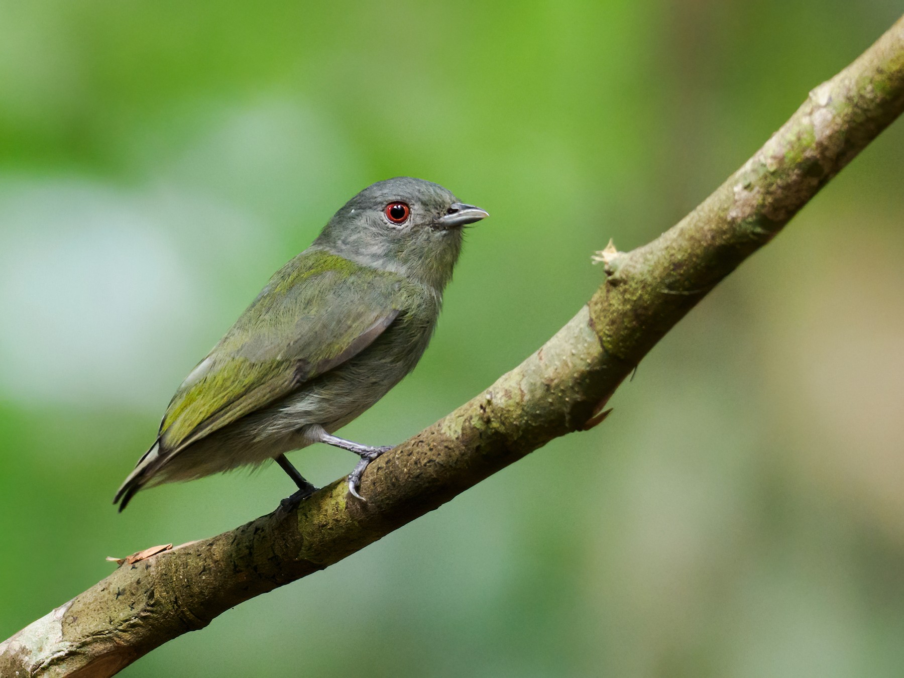 White-crowned Manakin (Amazonian) - eBird