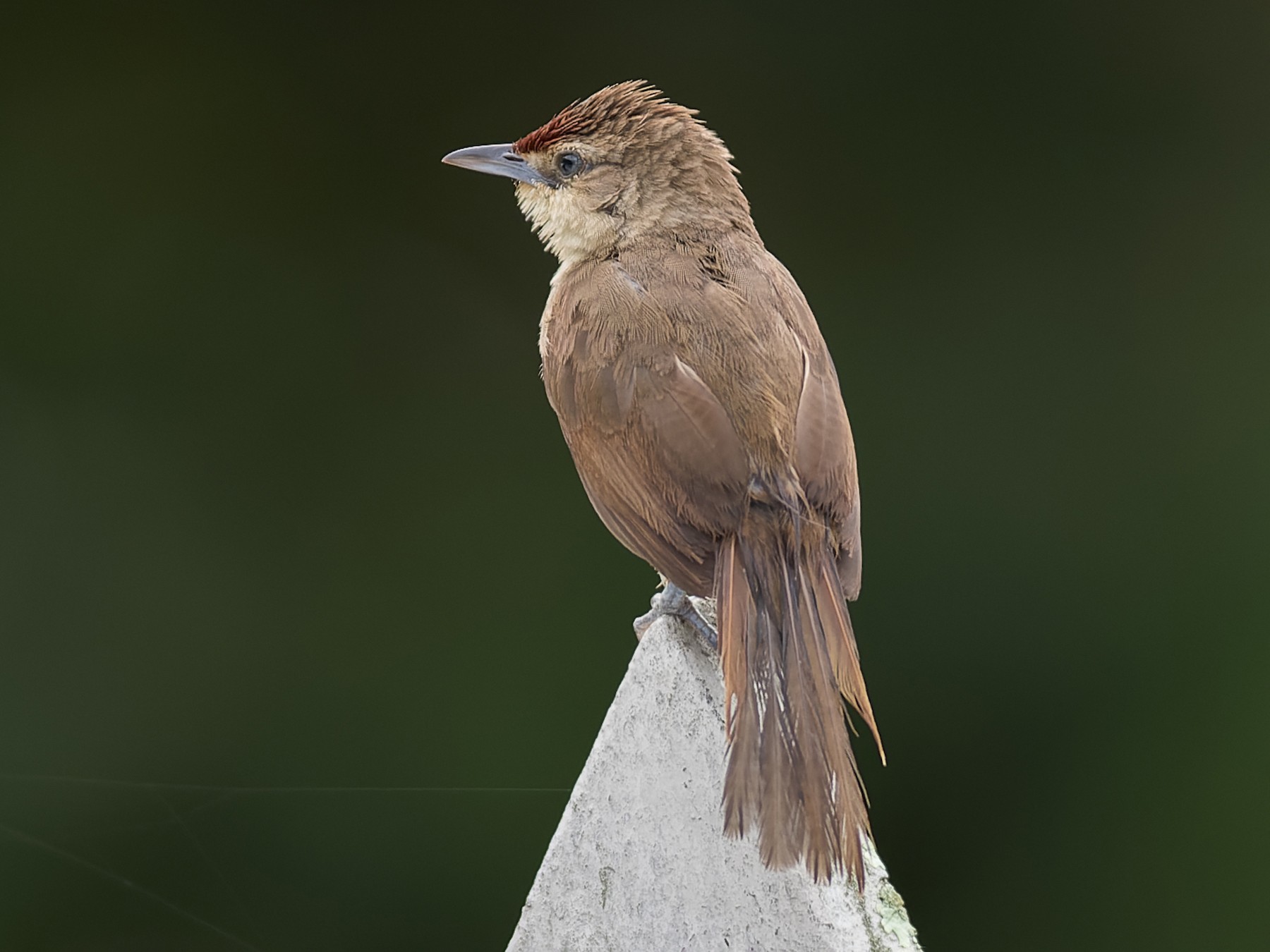Synallaxe à front roux - eBird