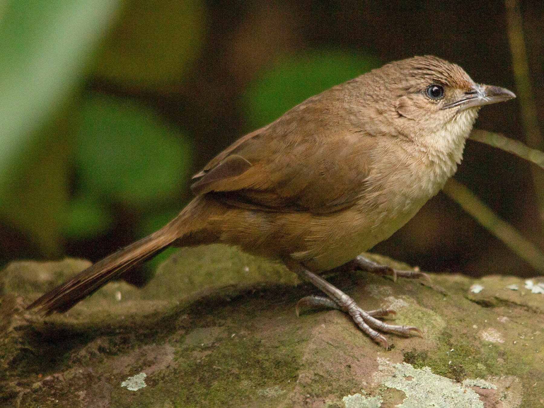 Plain Thornbird - eBird