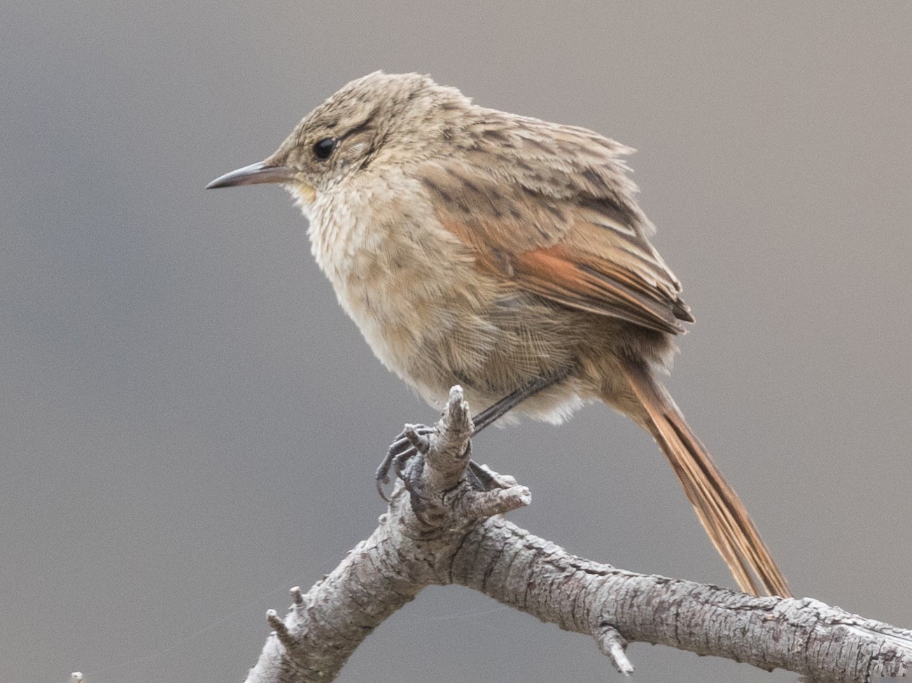 Streak-backed Canastero - eBird