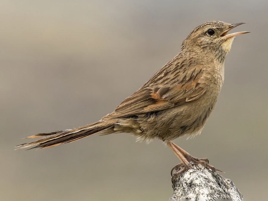 Synallaxe de Wyatt - eBird