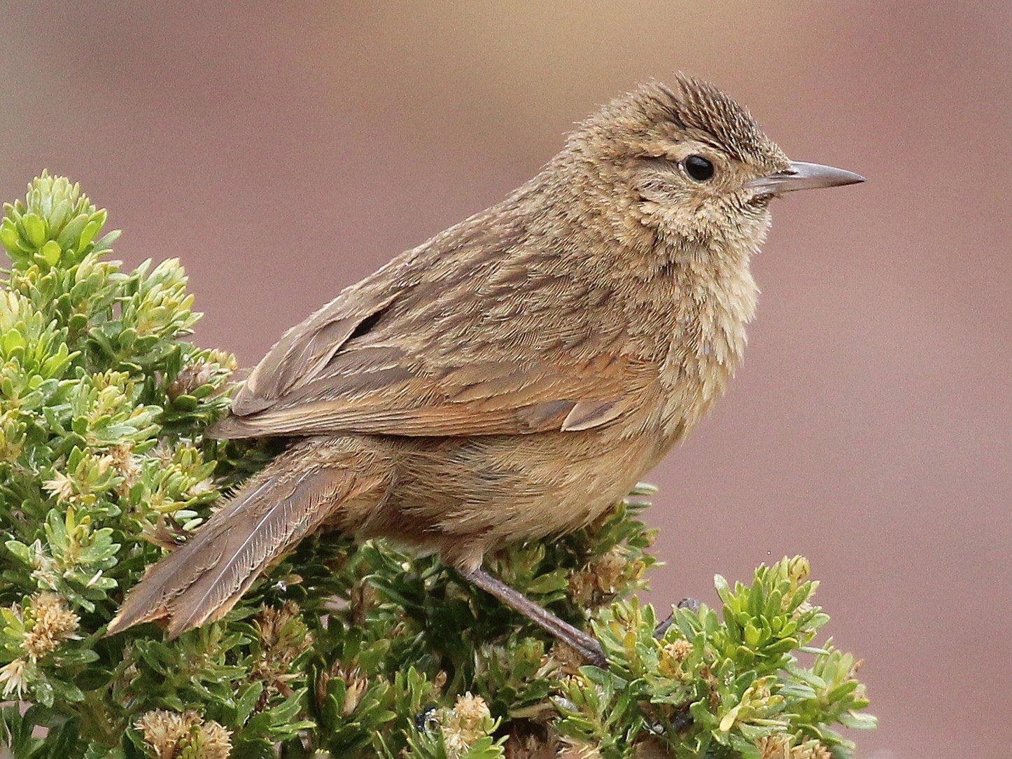 Streak-backed Canastero - eBird