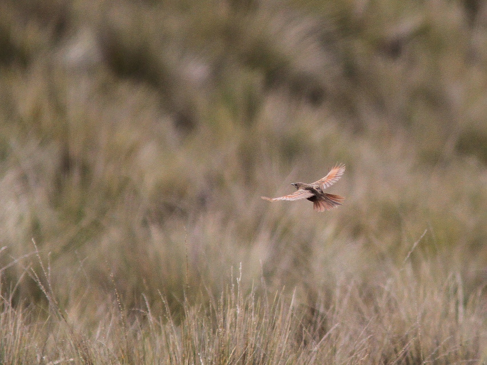 Synallaxe de Wyatt - eBird