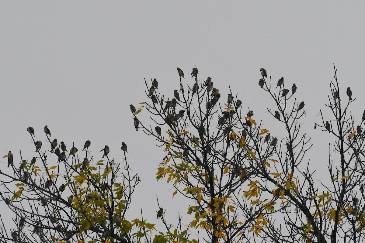 eBird Checklist - 30 Sep 2023 - 118 Central Avenue West, New London ...