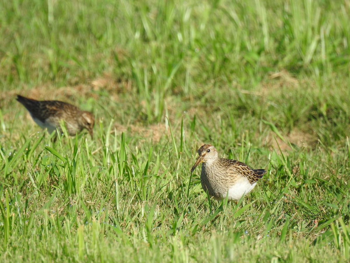 eBird Caribbean Checklist - 8 Sep 2023 - Gramas Lindas, Toa Baja - 36 ...