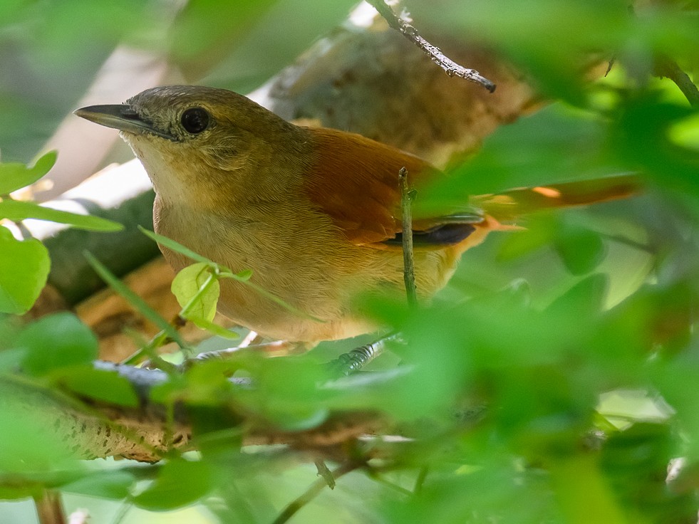 Pijuí del Araguaia - eBird