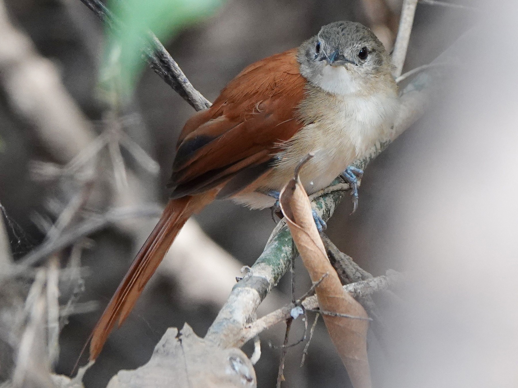 Araguaia Spinetail - eBird