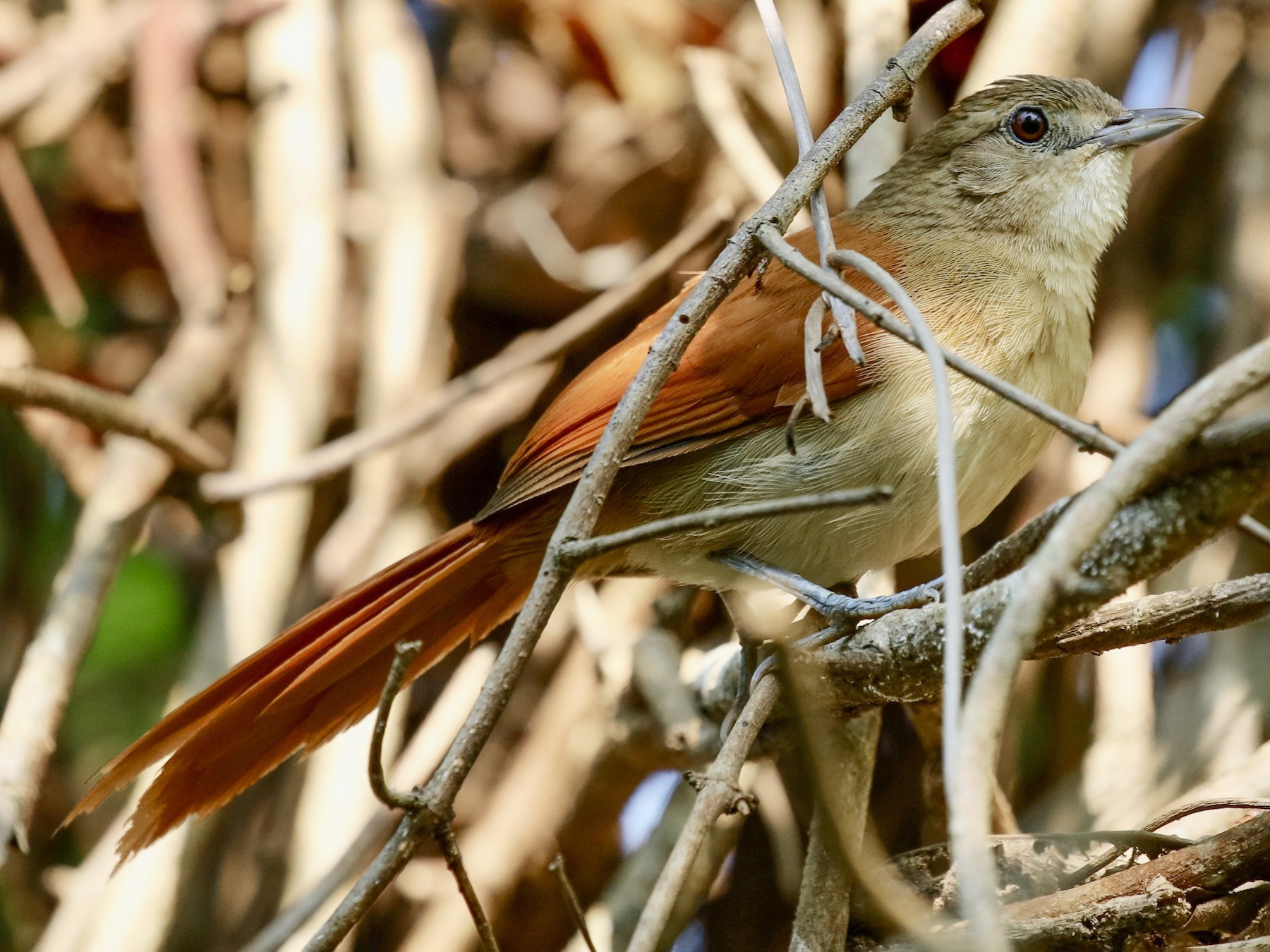 Araguaia Spinetail - eBird