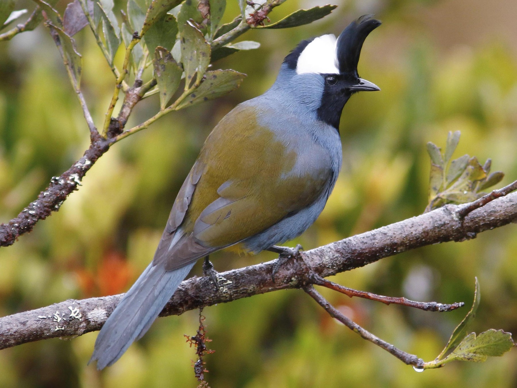 Western Crested Berrypecker - eBird