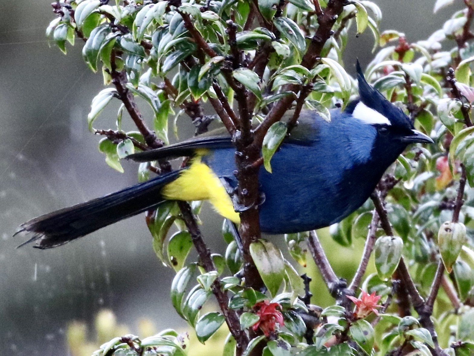 Western Crested Berrypecker - eBird
