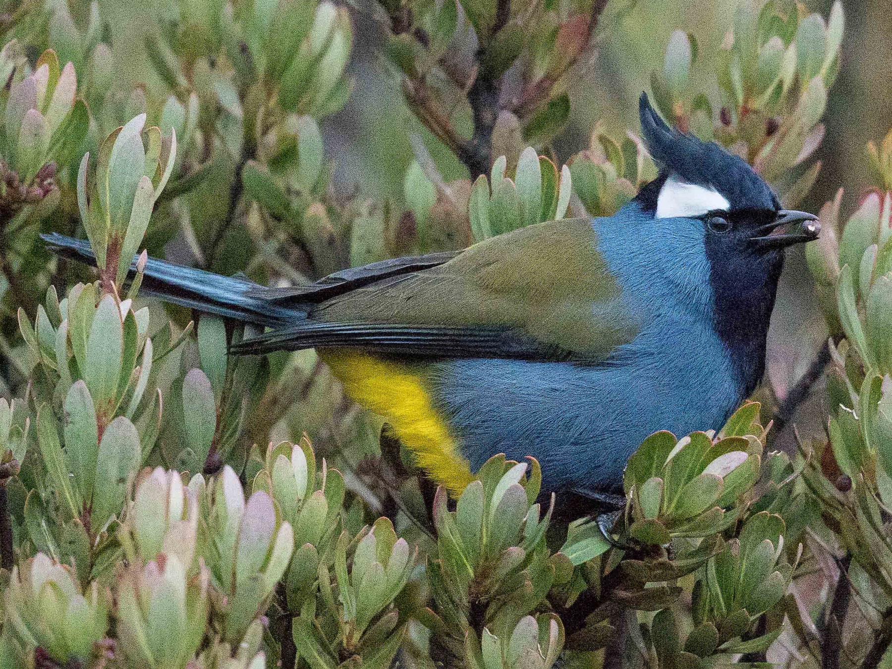 Western Crested Berrypecker - eBird