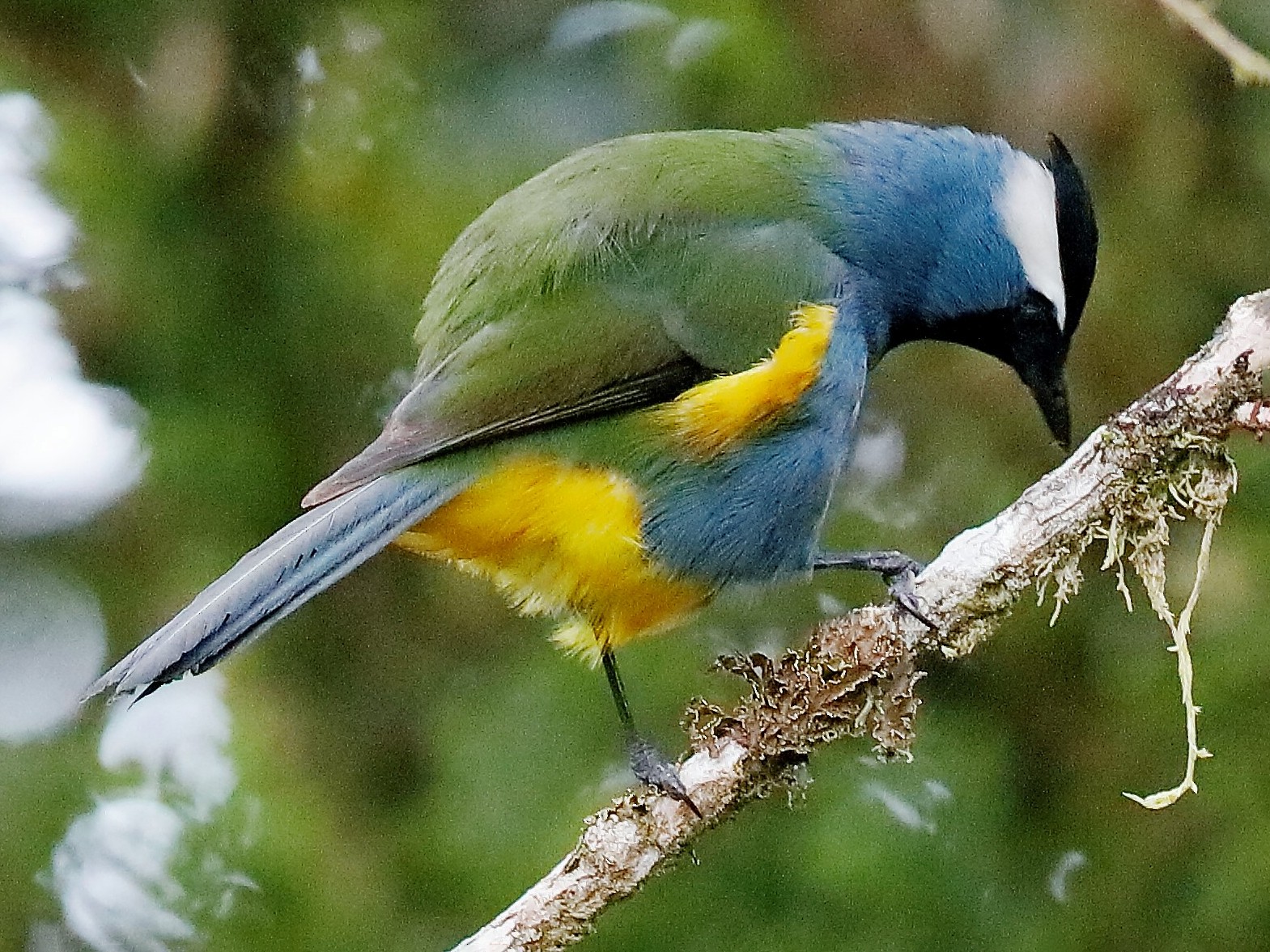 Western/Eastern Crested Berrypecker - eBird