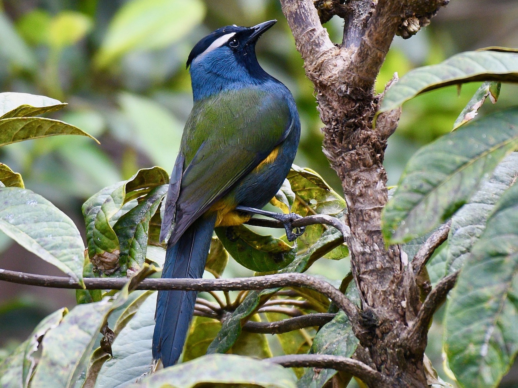 Western/Eastern Crested Berrypecker - eBird
