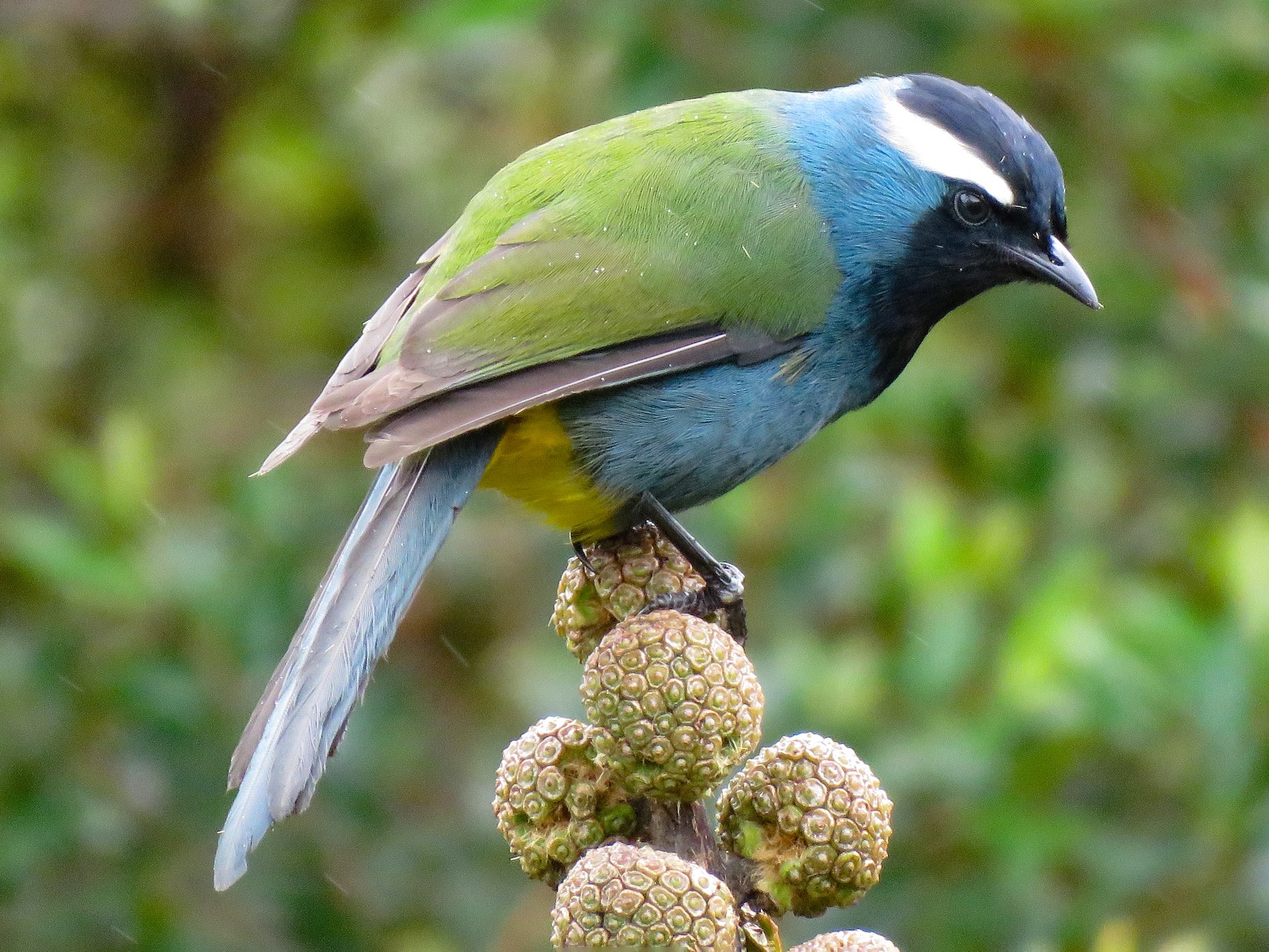 Western/Eastern Crested Berrypecker - eBird