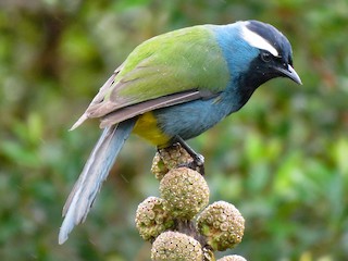 Western/Eastern Crested Berrypecker - eBird