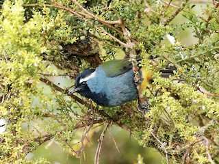 Western/Eastern Crested Berrypecker - eBird