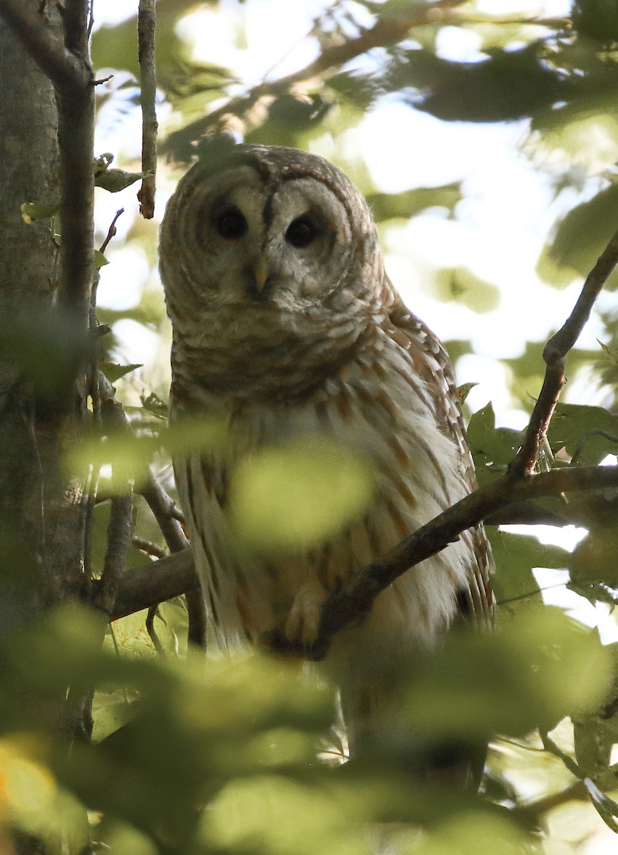 eBird Checklist - 2 Oct 2023 - Swan Harbor Farm Park - 49 species