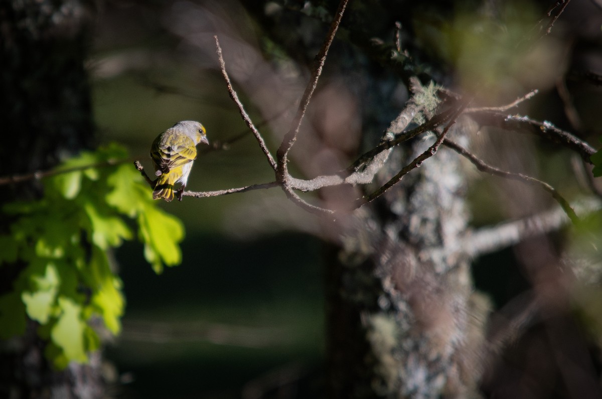 eBird Checklist - 2 Oct 2023 - Hogsback Arboretum - 1 species