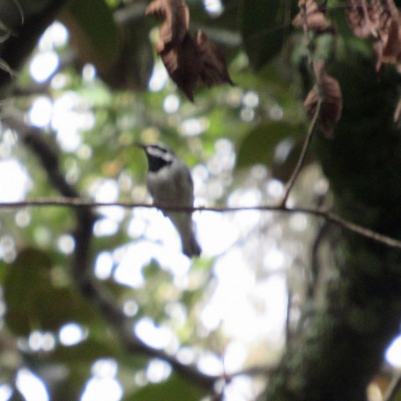 eBird Checklist - 2 Oct 2023 - GTMNERR - 25 species