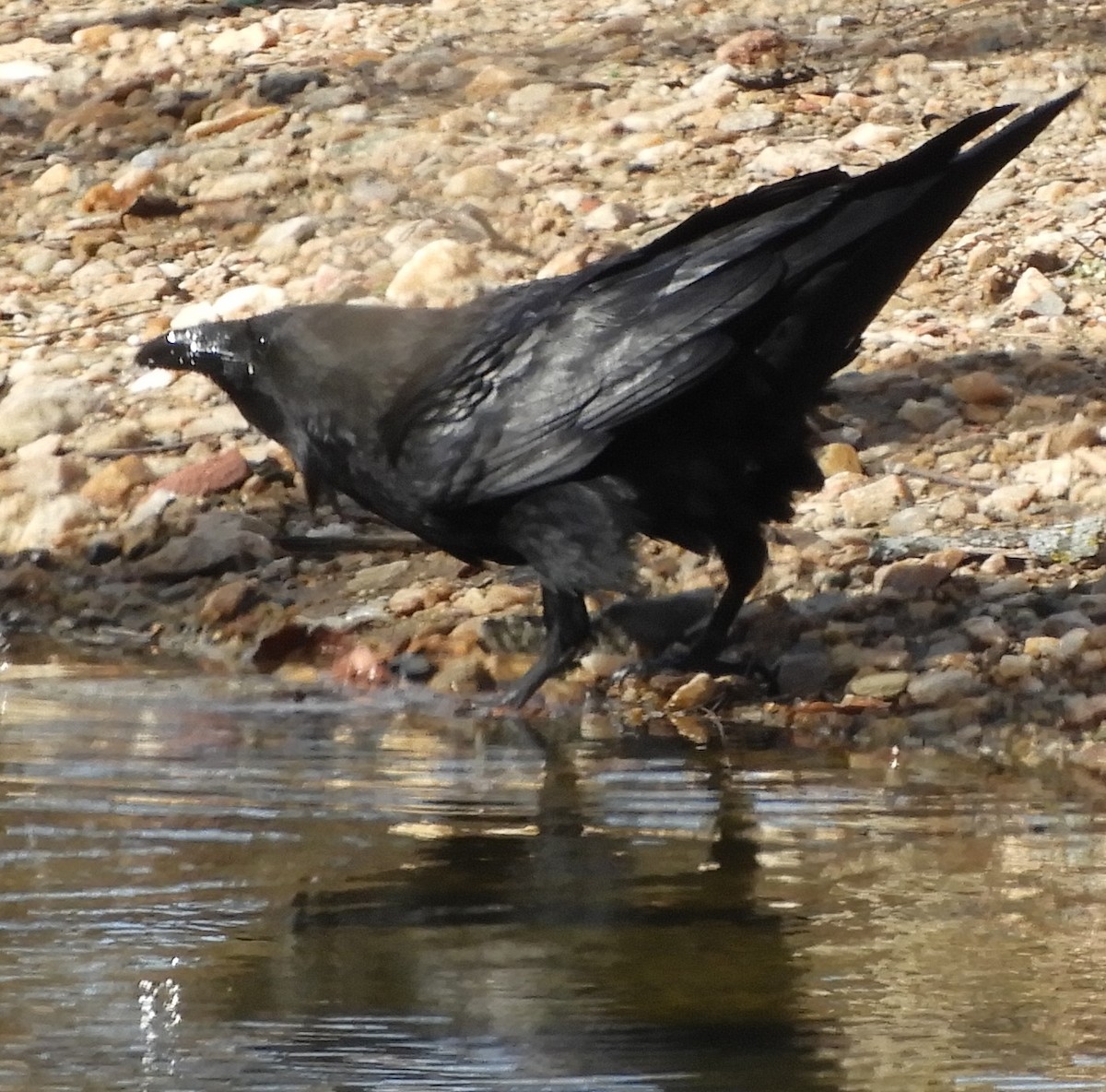 eBird Checklist - 18 Feb 2022 - Willcoxson Park Raven nest site - 1 species
