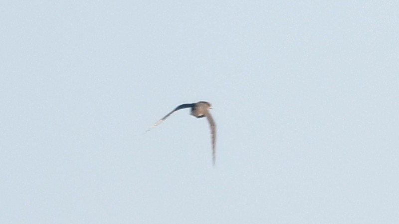 small falcon sp. - eBird