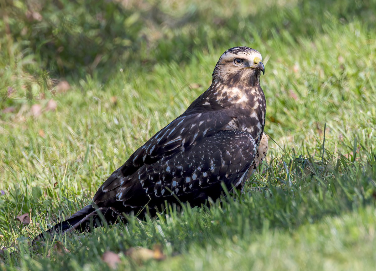 eBird Checklist - 2 Oct 2023 - stakeout Swainson’s Hawk, Rte. 225 ...