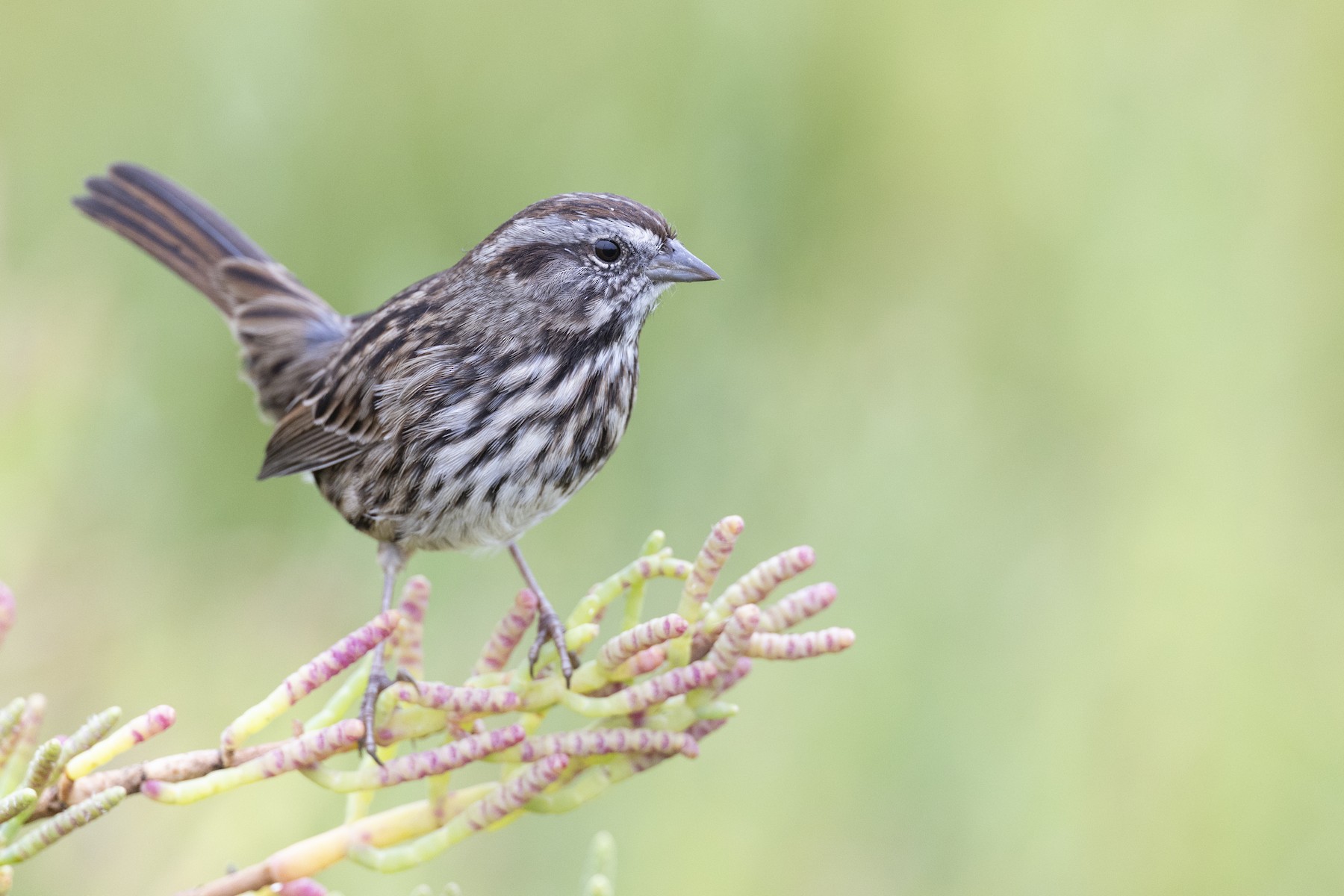 Song Sparrow (samuelsis) - eBird