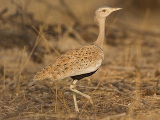 Outarde de Savile - eBird