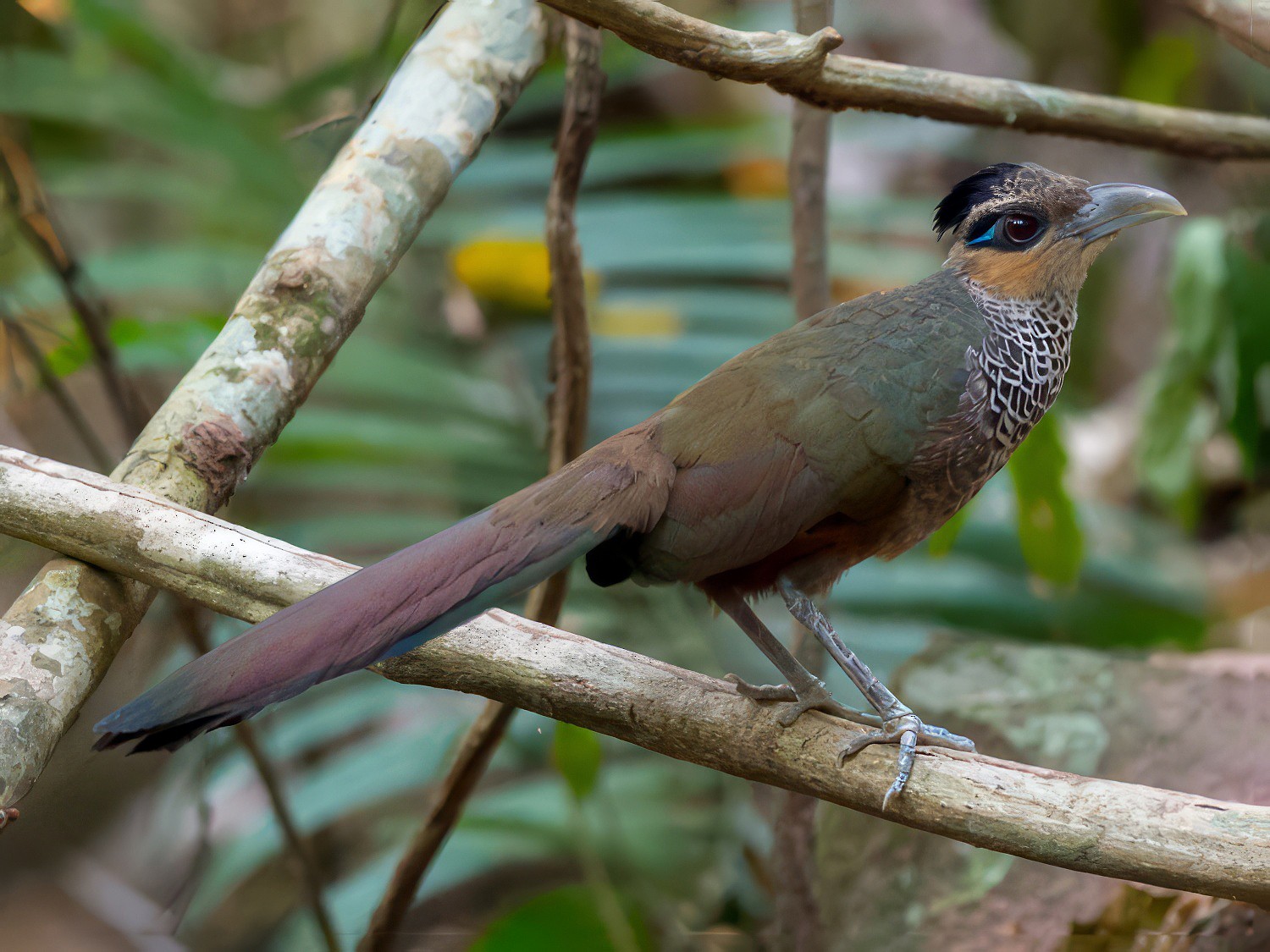 Scaled Ground-Cuckoo - eBird