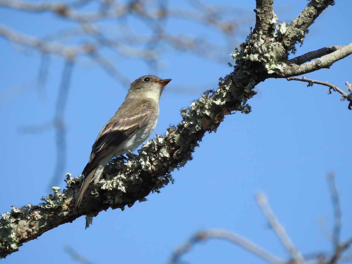 eBird Checklist - 2 Oct 2023 - **Back Bay NWR - 23 species